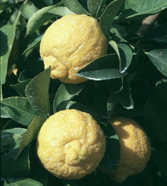C I T R U S O K - Hesperidium Fabulosa - A mesés Hesperidák: Citrus x ...