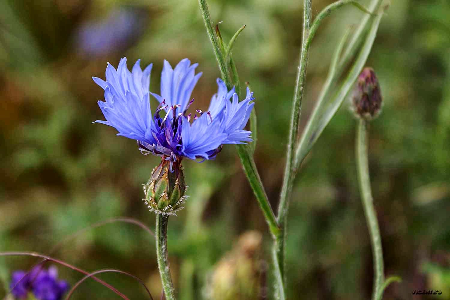 Las flores silvestres de Hormaza: Centaurea cyanus