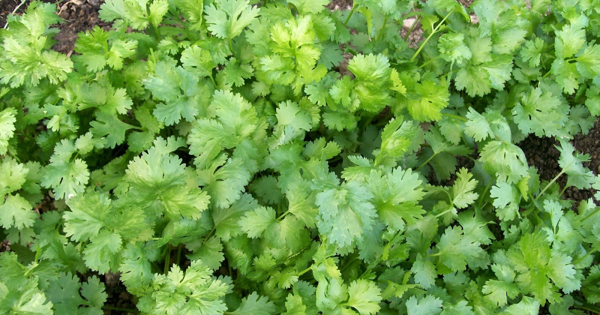 Health benefits of CILANTRO Herb ~ Medical Missionary