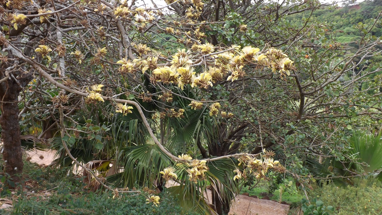 Donnelly Oceantics: NATIVE PLANTS AND CULTURE