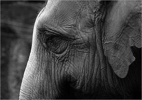 Animal Zoo Life: |Sad birds|Sad bird|Animated sad faces|Animated sad ...