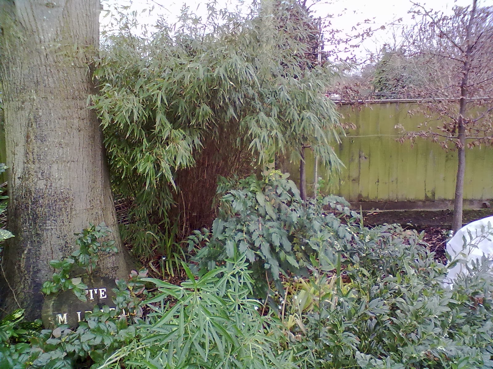 Rachel the Gardener: Bamboo - how to thin out an overgrown clump