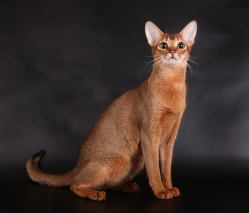Abyssinian Cat - Cats of the world
