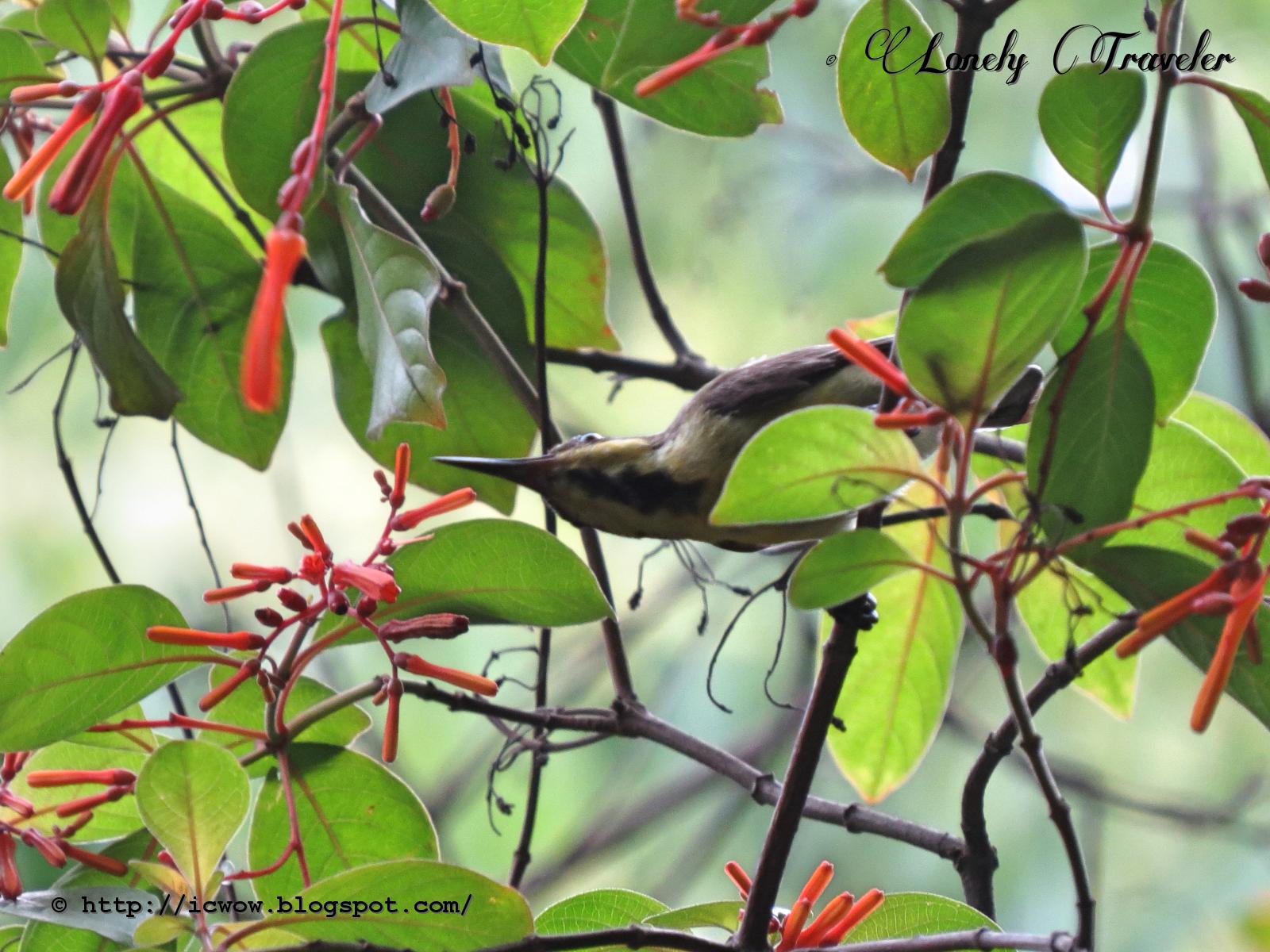 Purple-rumped sunbird - Leptocoma zeylonica