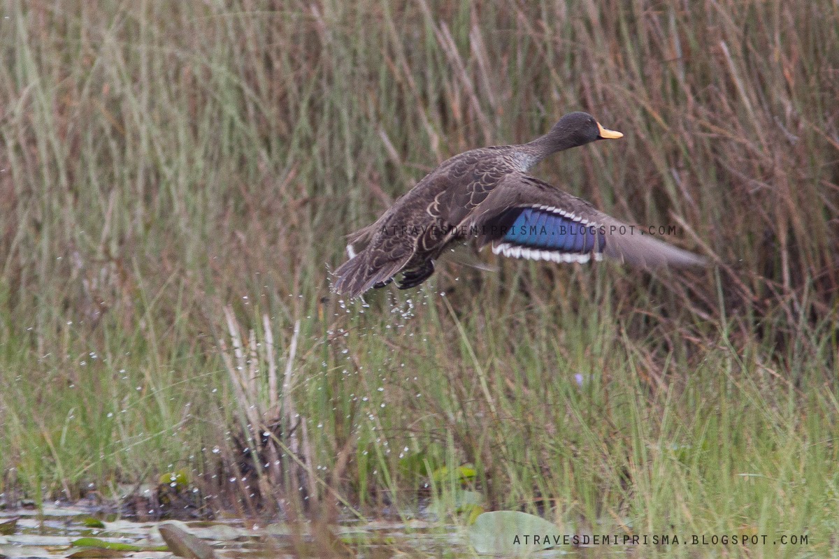 El Blog de Phyllobates: Birding Uganda II - Mabamba Swamp & Shoebill