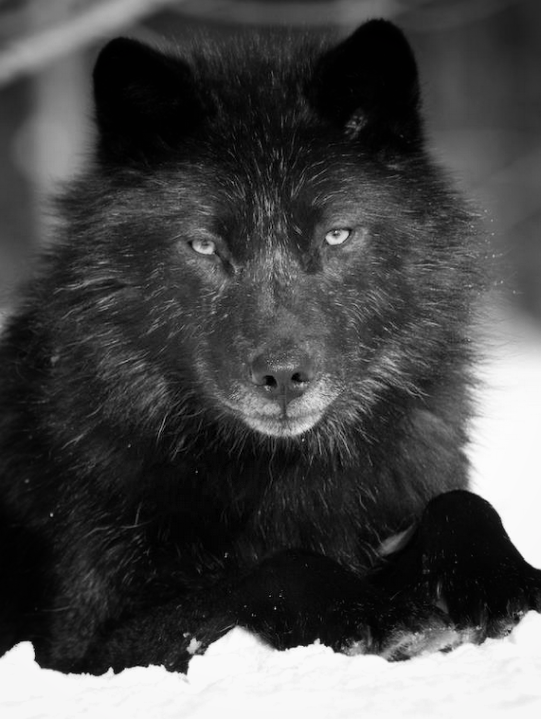 ERIPE LUPUS: IDFG ~IDAHO WOLVES