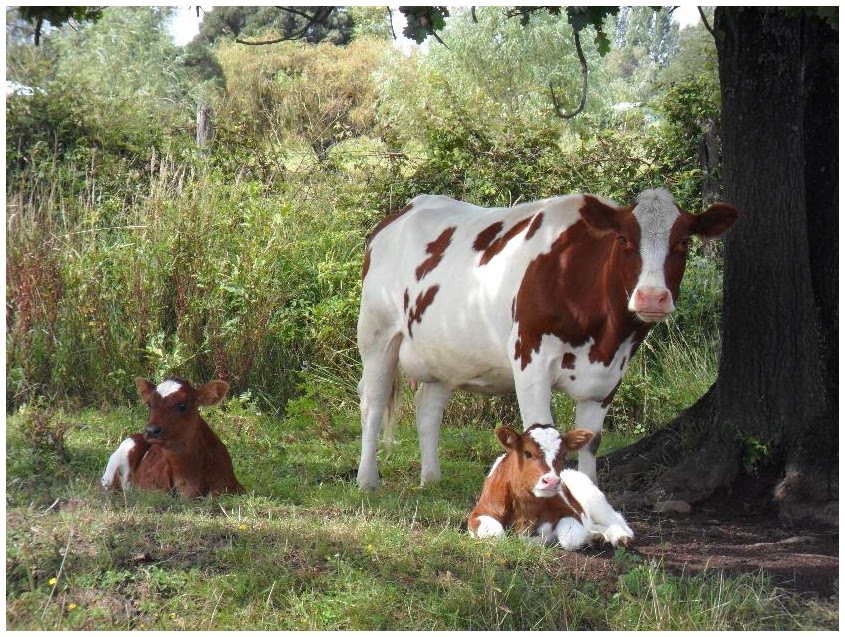 Generalidades de la Ganadería Bovina.: Overo Colorado o Clavel Alemán.