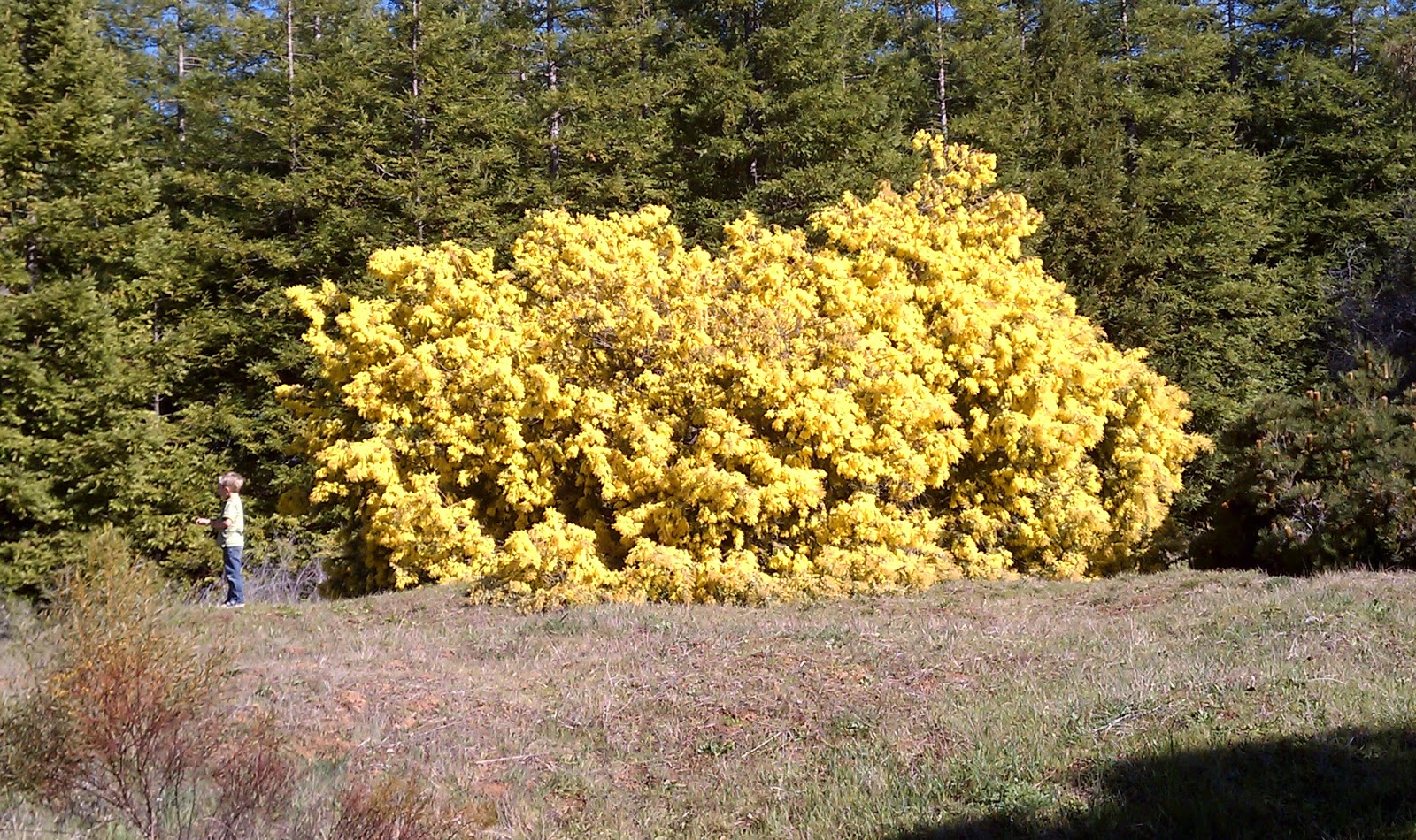 Trees of Santa Cruz County: Acacia baileyana - Bailey Acacia