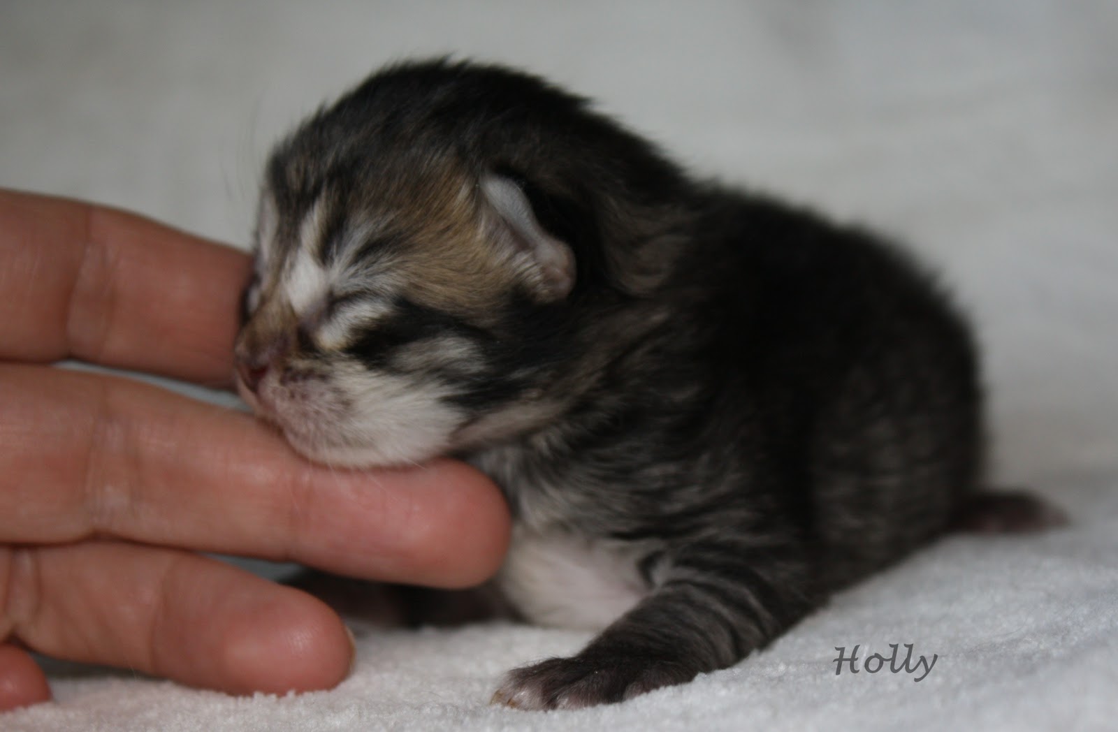 Midnightstar Siberians: Kittens - 1 week old