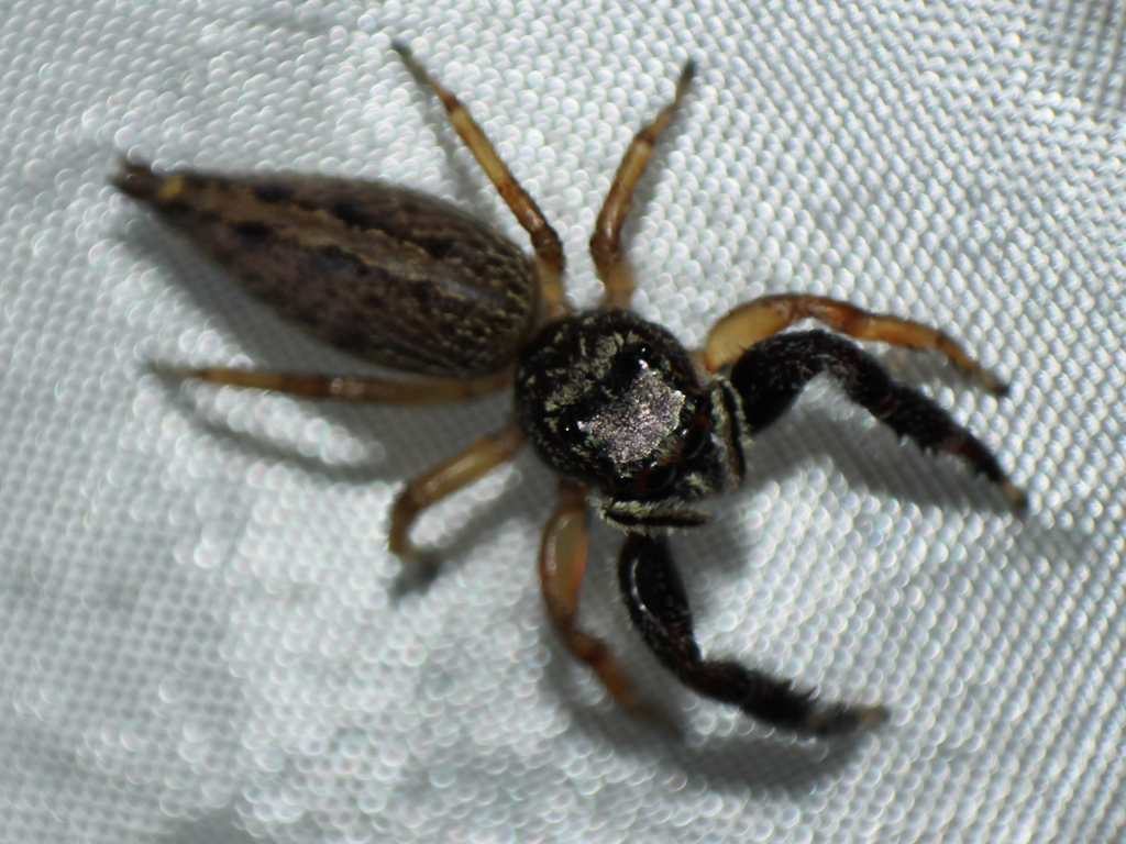 Bavia Jumping Spider (Bavia aericeps)