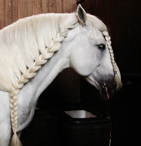 The Palomino Pony....: Braiding Manes and Tales......