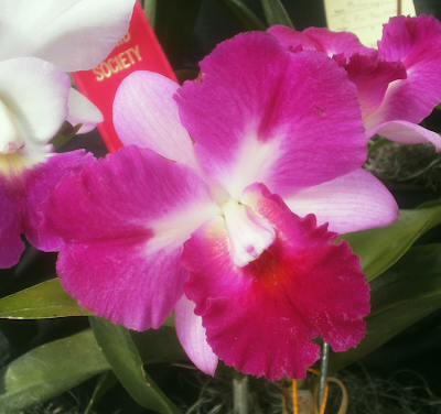 Plants are the Strangest People: Pretty pictures: Cattleytonia Sister ...