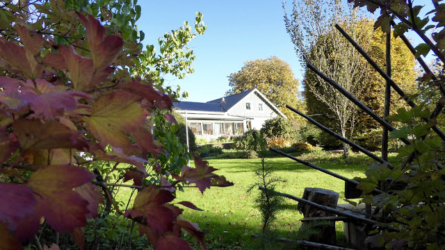 elämää luonnossa: Sementti ruukkuja.