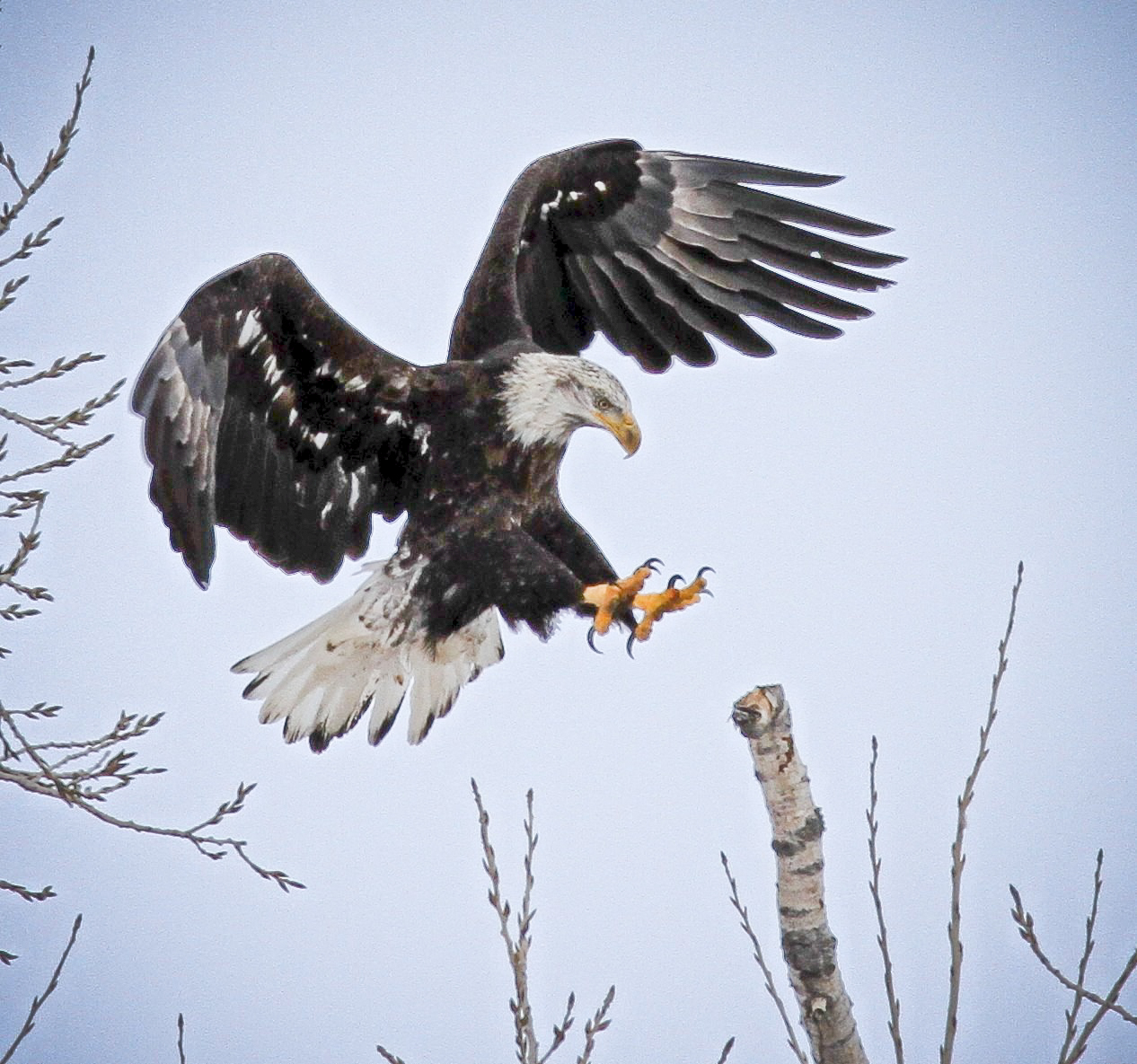 Feather Tailed Stories: Bald Eagle