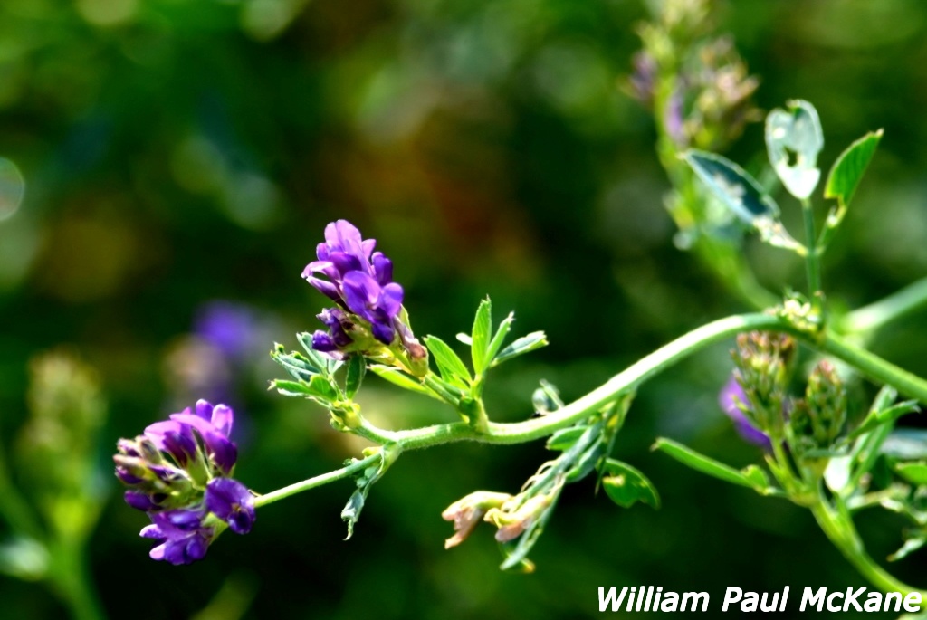 Zetesis - ζήτησις