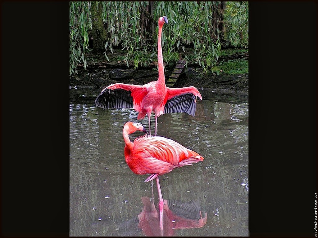 Les flamants roses: septembre 2013