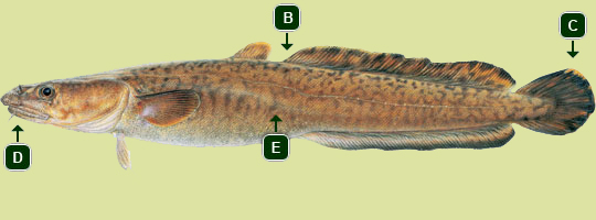 Fishing In Canada: Sport Fish