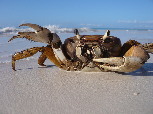 Animales Exoticos: Información del Cangrejo