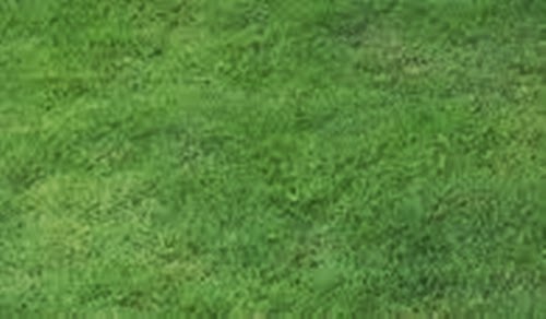 Cara Menanam Rumput Jepang ~ Arya Flower Landscape