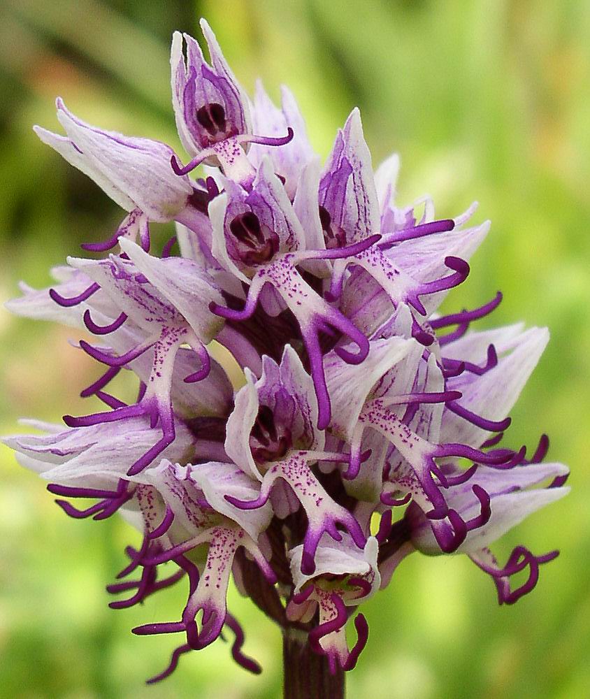 Orquídea mono (Orchis simia)