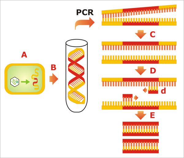 Diabetes: PCR para el diagnóstico de la Diabetes Mellitus