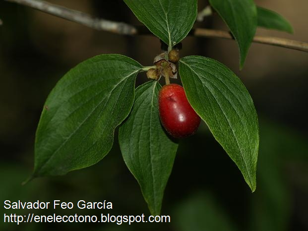 En el ecotono: El cornejo macho (Cornus mas)