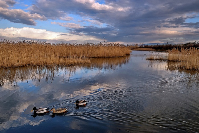 Salvare le paludi da deficit idrico, inquinamento e perdita di biodiversità