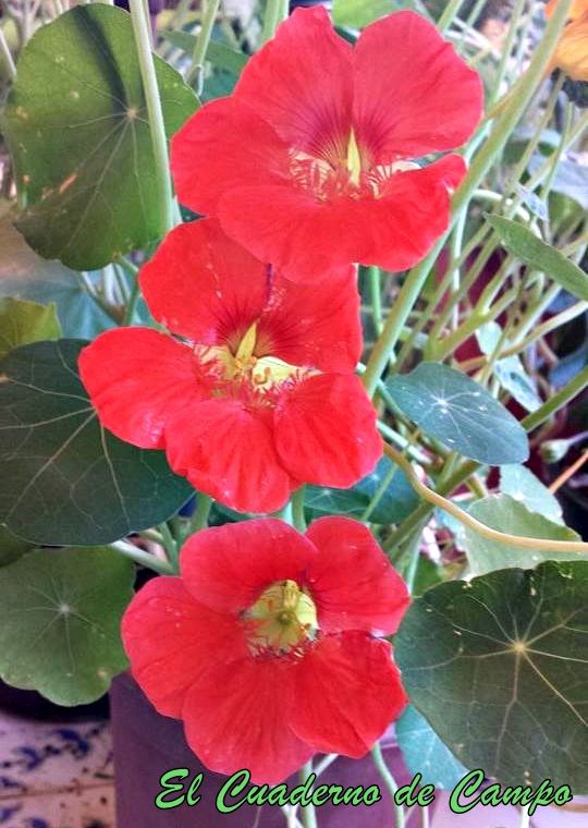 El Cuaderno de Campo: Mis plantas favoritas: Capuchina, Tropaeolum majus