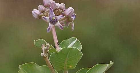 Hanuman Puja Leaves - Leaf and Flower used in Puja and Worship of ...