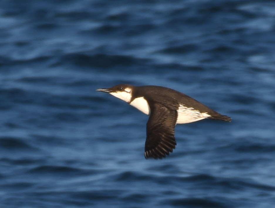Notes from Halibut Point: Tuxedo Birds