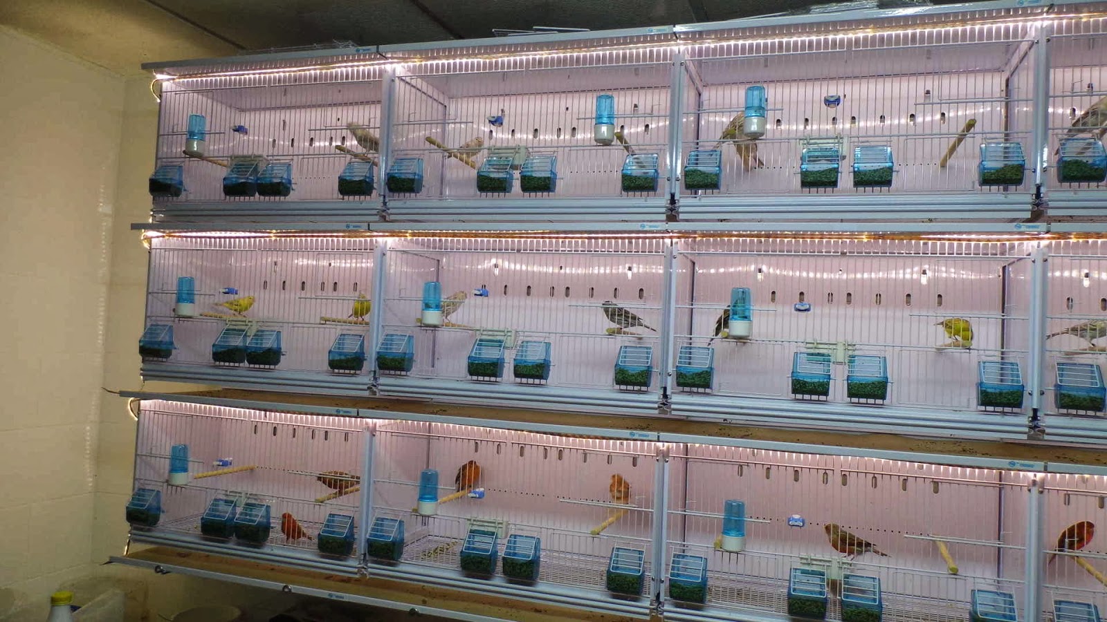 Aviario Lebrijano En Topacio: AVIARIO