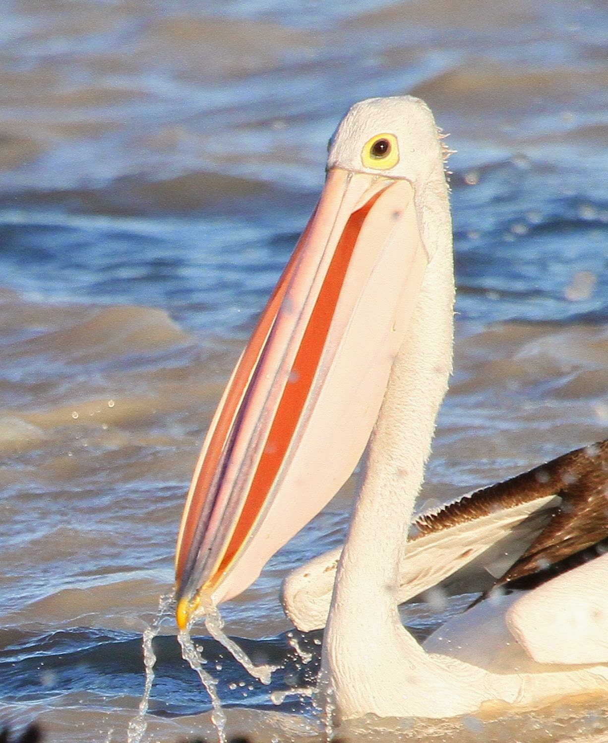 Richard Waring's Birds of Australia: Australian Pelicans flock at ...