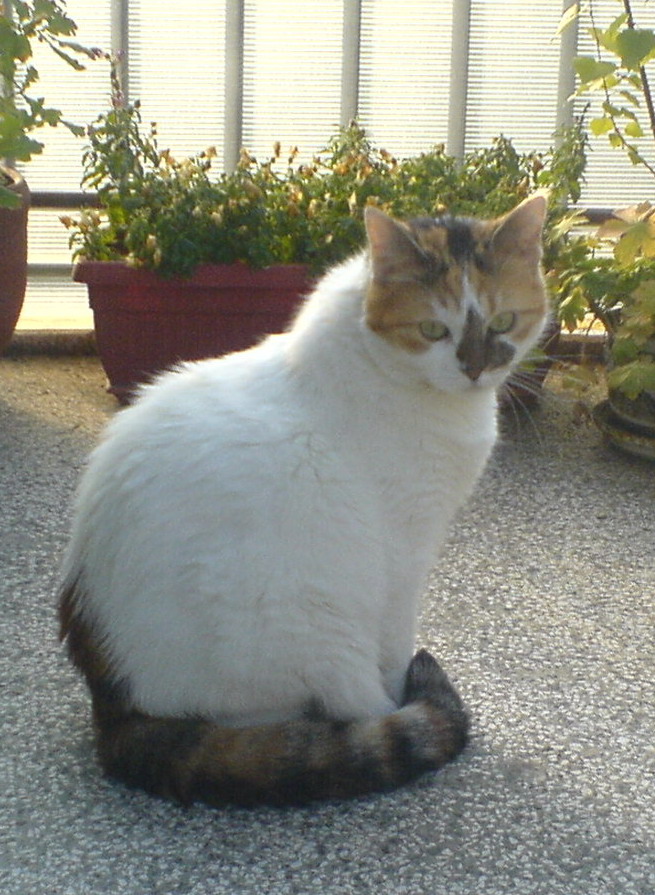 The Cat Advisor: Cats Trying to Get Used to Each Other: Shushi and Chocho