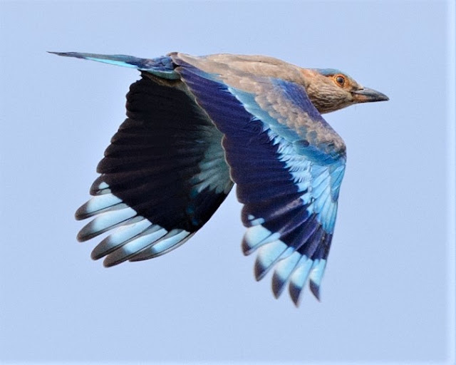 BARRY the BIRDER: Indian Roller Bird...