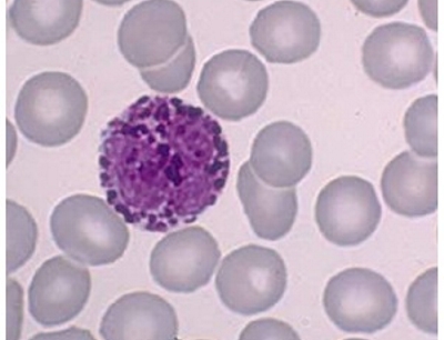 Atlas de Hematologia: Basófilo