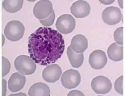 Atlas de Hematologia: Basófilo