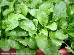 Greek Aquaponics Ενυδρειοπονία: ΦΥΤΑ