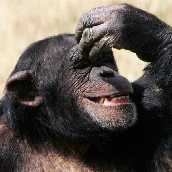 Olhar Unificado: 2017