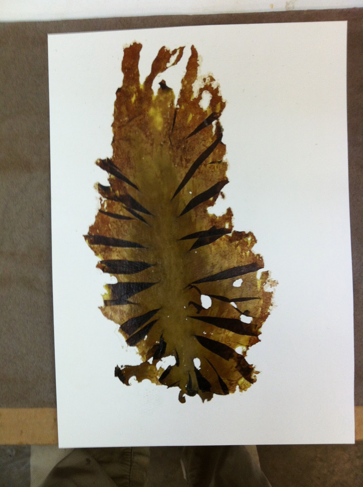 Kevin Miklasz: Week 4: Flume calibrate and Pressing highlight: Porphyra sp.