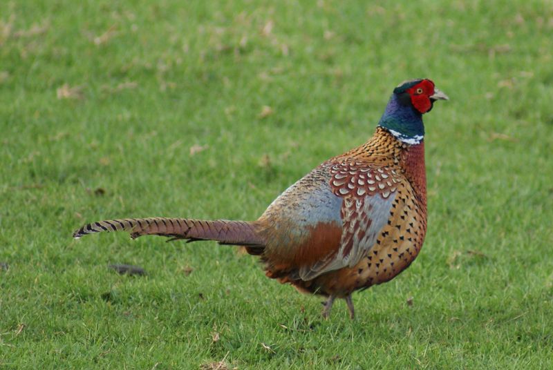 Common Pheasant | Beauty Of Bird