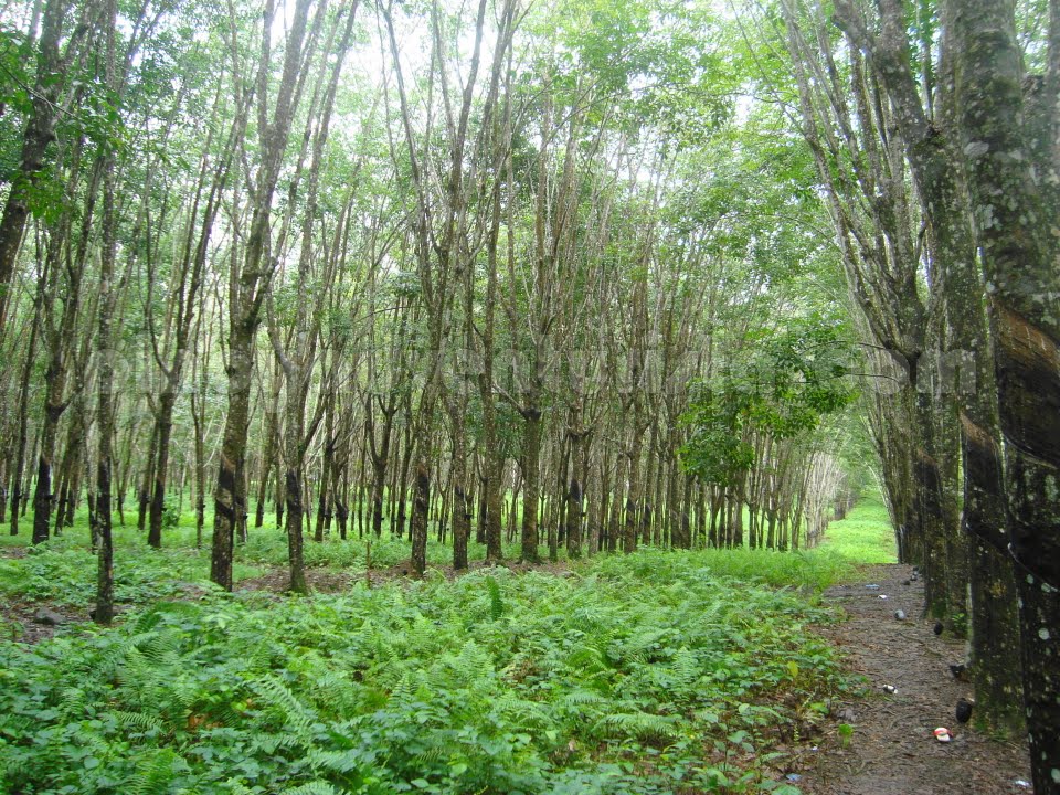 Basilan - Road Trip to the Rubber Plantations | Blogs, Travel Guides ...