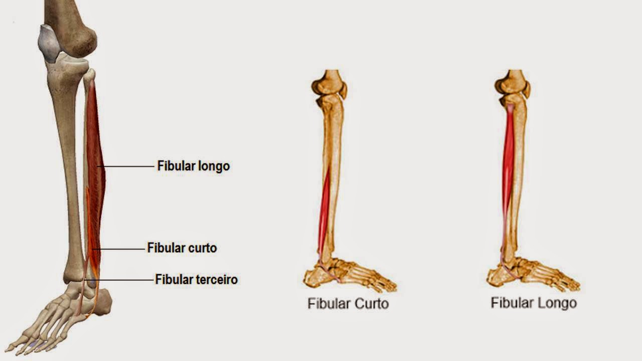 Liga de Anatomia ULBRA: MEMBROS INFERIORES -MÚSCULOS
