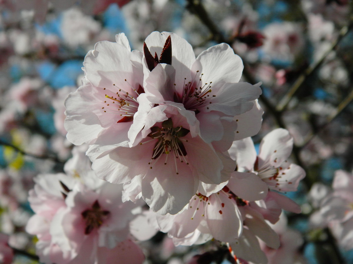 LA MULTI ANI, ROMANIA!: Alt migdal inflorit