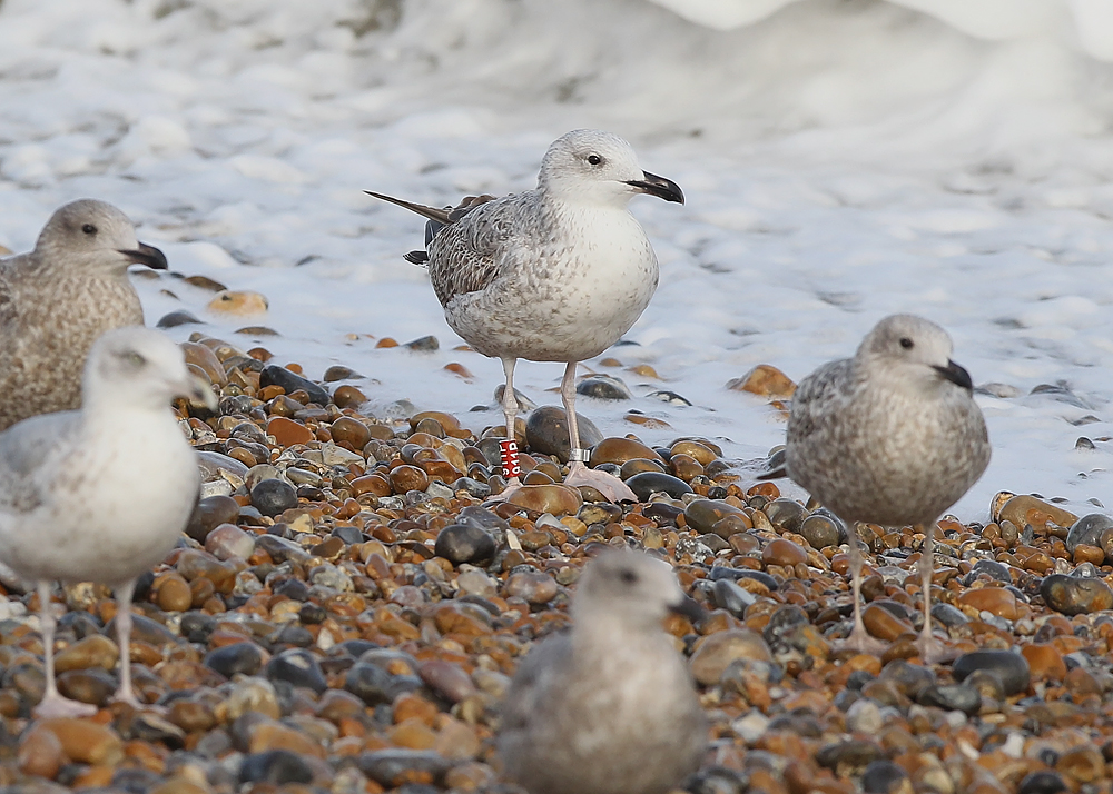 Richard Smith - Birdwatching Days Out: CASPIAN GULL, 1st winter, Red ...