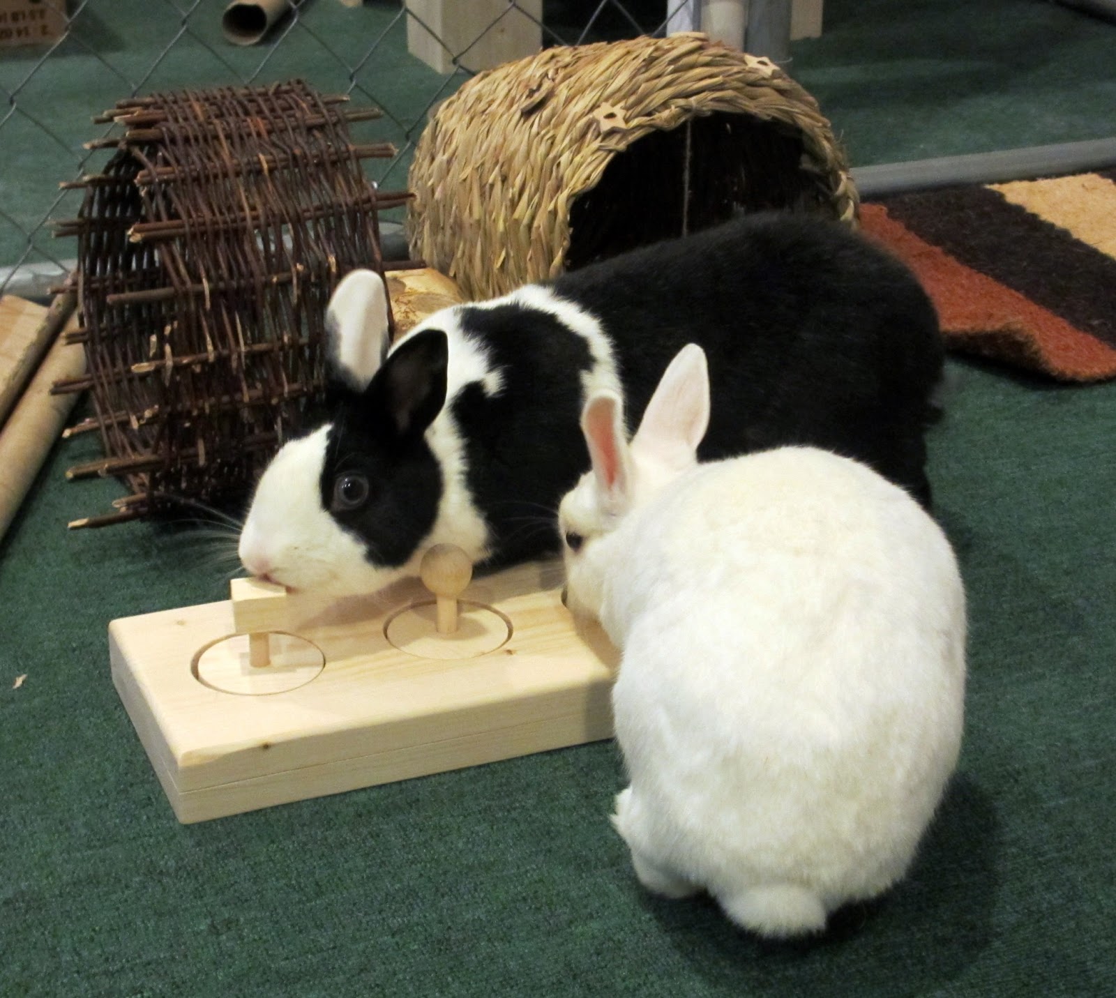 Rabbit Ramblings: Bunny IQ test