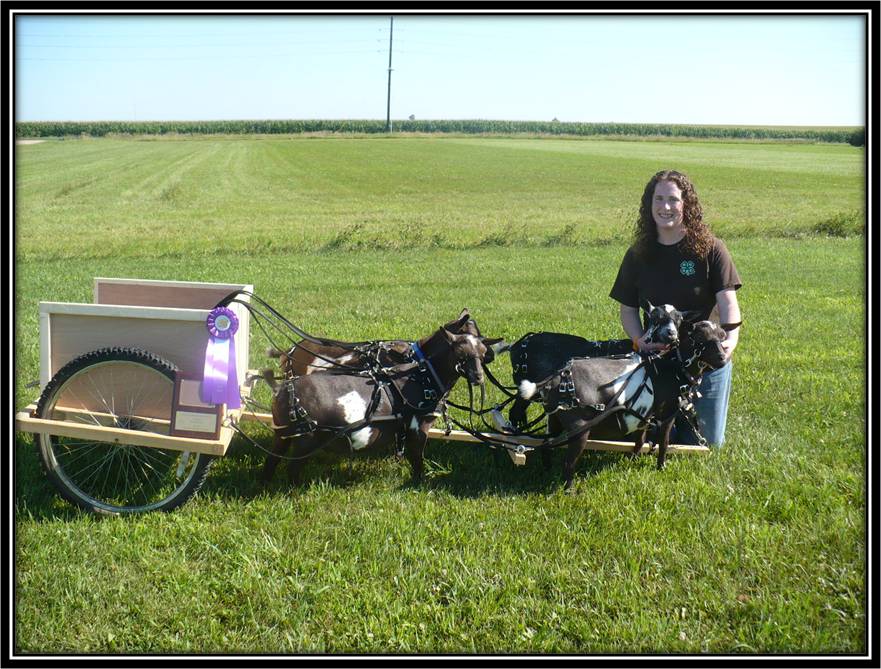 Working Goats: What Now? - The Thrifty Homesteader