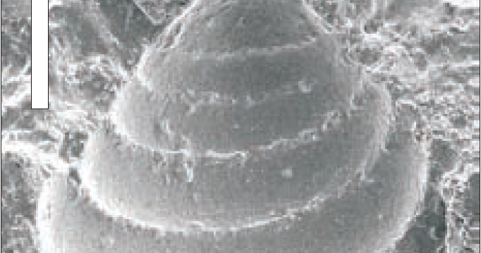 Variety of Life: Scenellidae