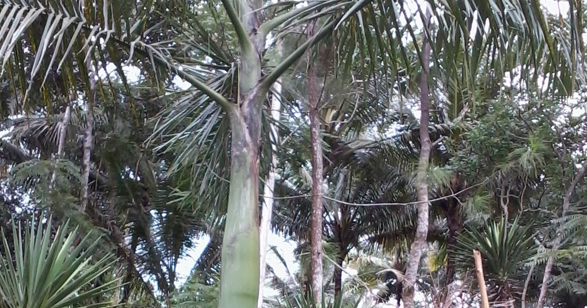 Palem Raja Pohon Palem Raja ~ Arya Flower Landscape