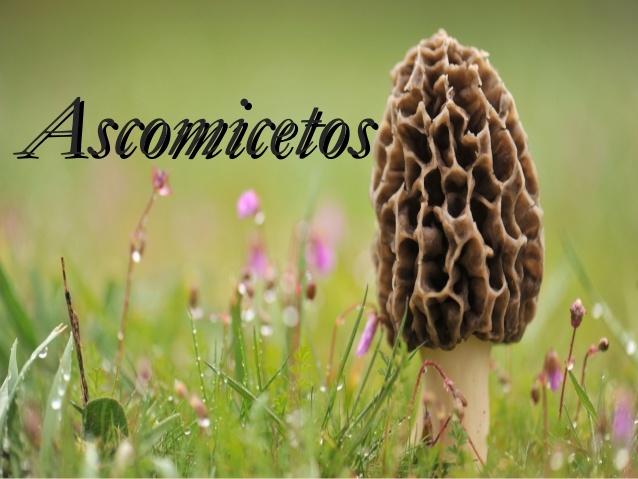 Ascomicetos!