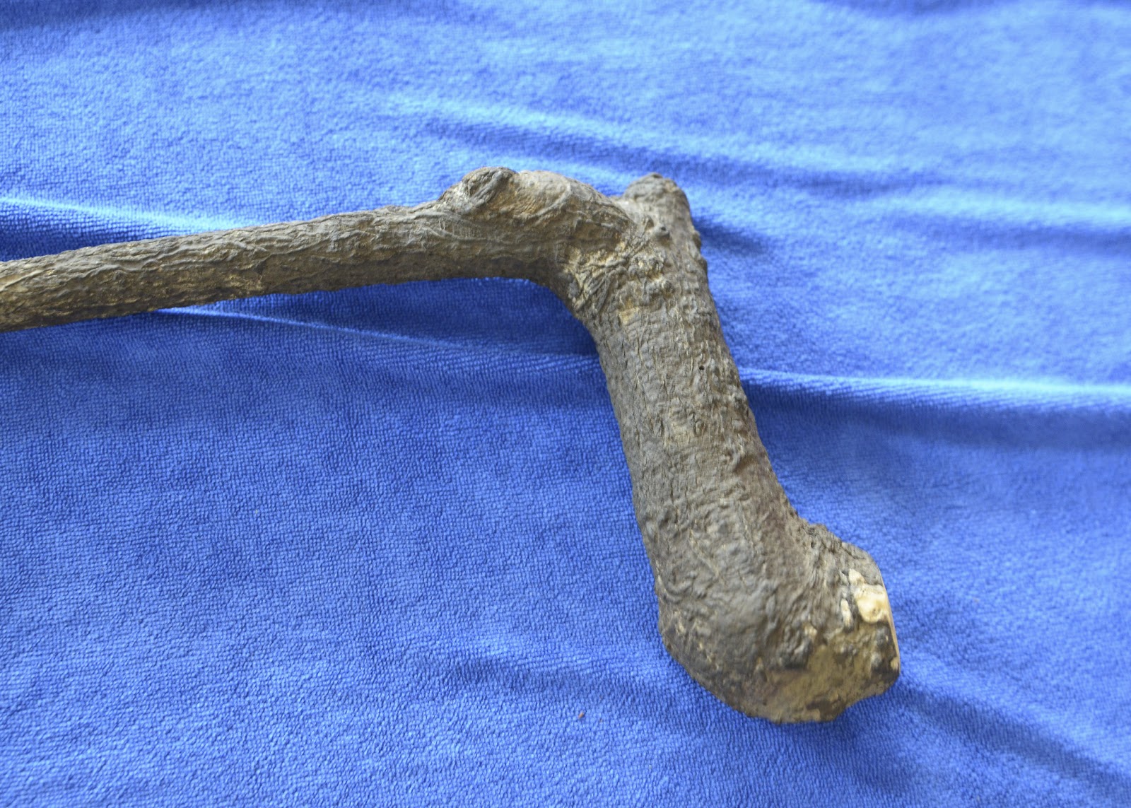 Kayu Warisan Malaysia: tongkat kayu penunduk gajah hitam